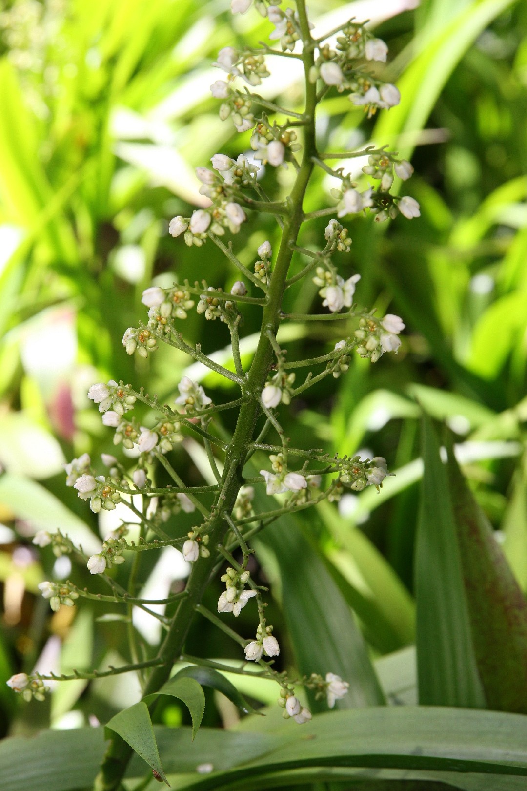 Xiphidium caeruleum 照顧，種植，繁殖，開花時間 - PictureThis