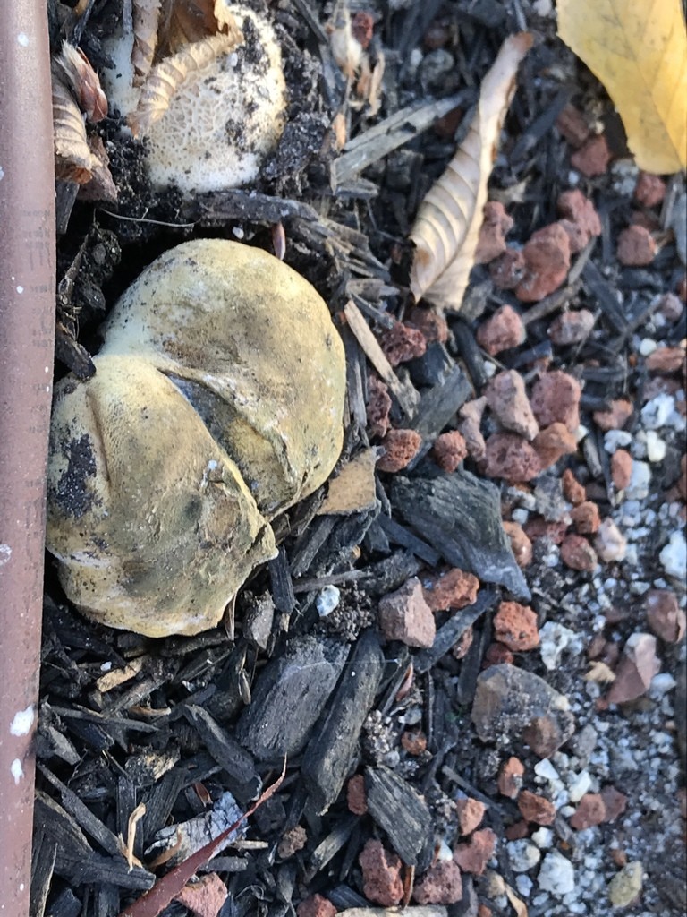 Earth balls Care (Watering, Fertilize, Pruning, Propagation) - PictureThis