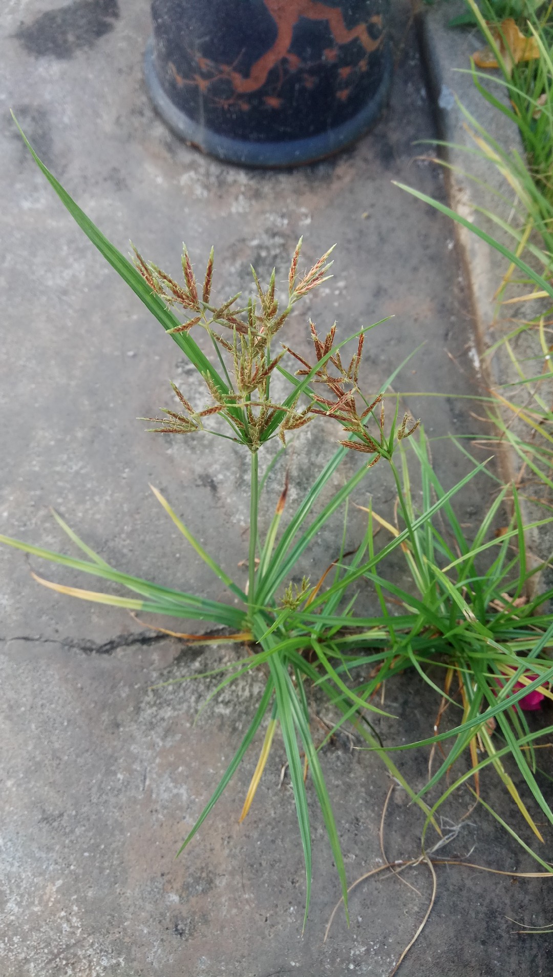 Juncia real (Cyperus rotundus) - PictureThis
