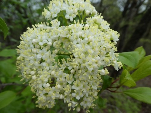 Viburnum rufidulum - PictureThis