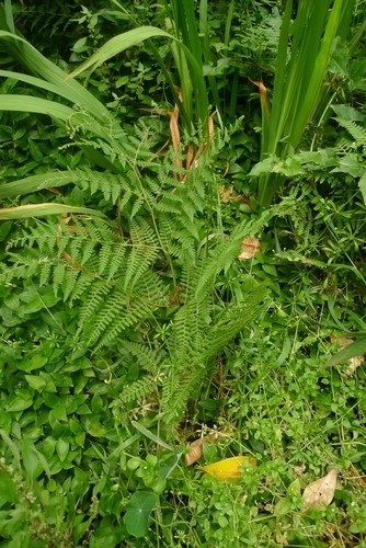 Hypolepis ambigua - PictureThis