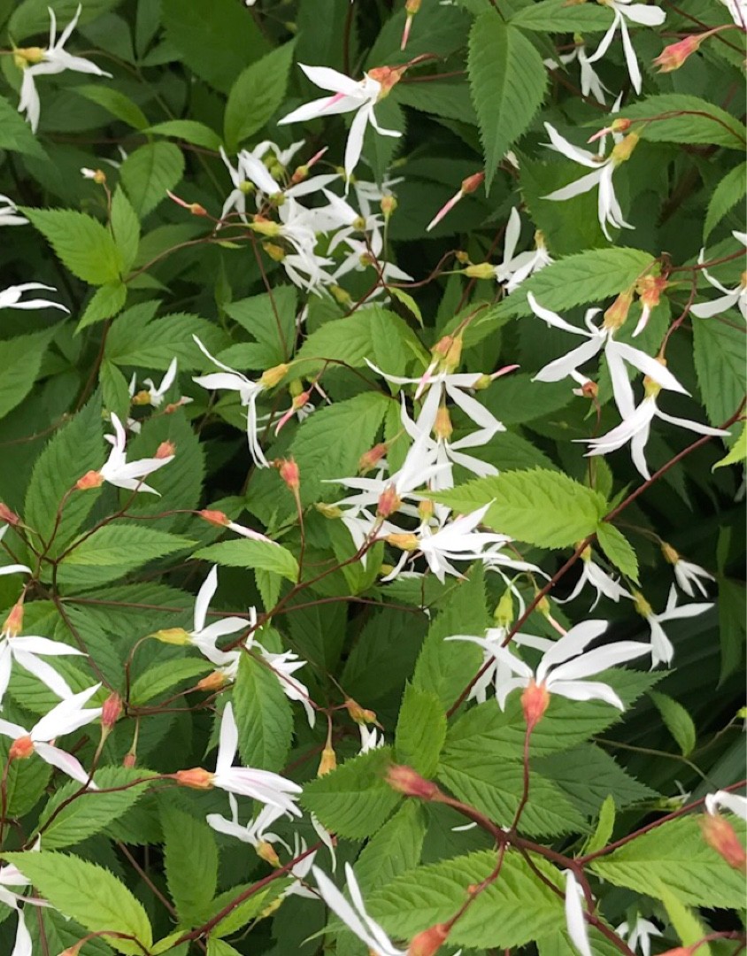 Bowman's roots Care (Watering, Fertilize, Pruning, Propagation ...