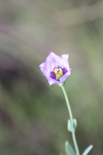 Prairie gentian (Eustoma) Flower, Leaf, Care, Uses - PictureThis