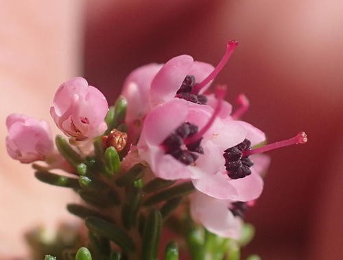 Erica sparsa Flower, Leaf, Care, Uses - PictureThis