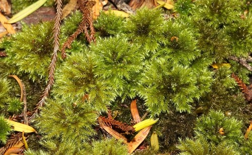 Hypnodendron comatum Flower, Leaf, Care, Uses - PictureThis