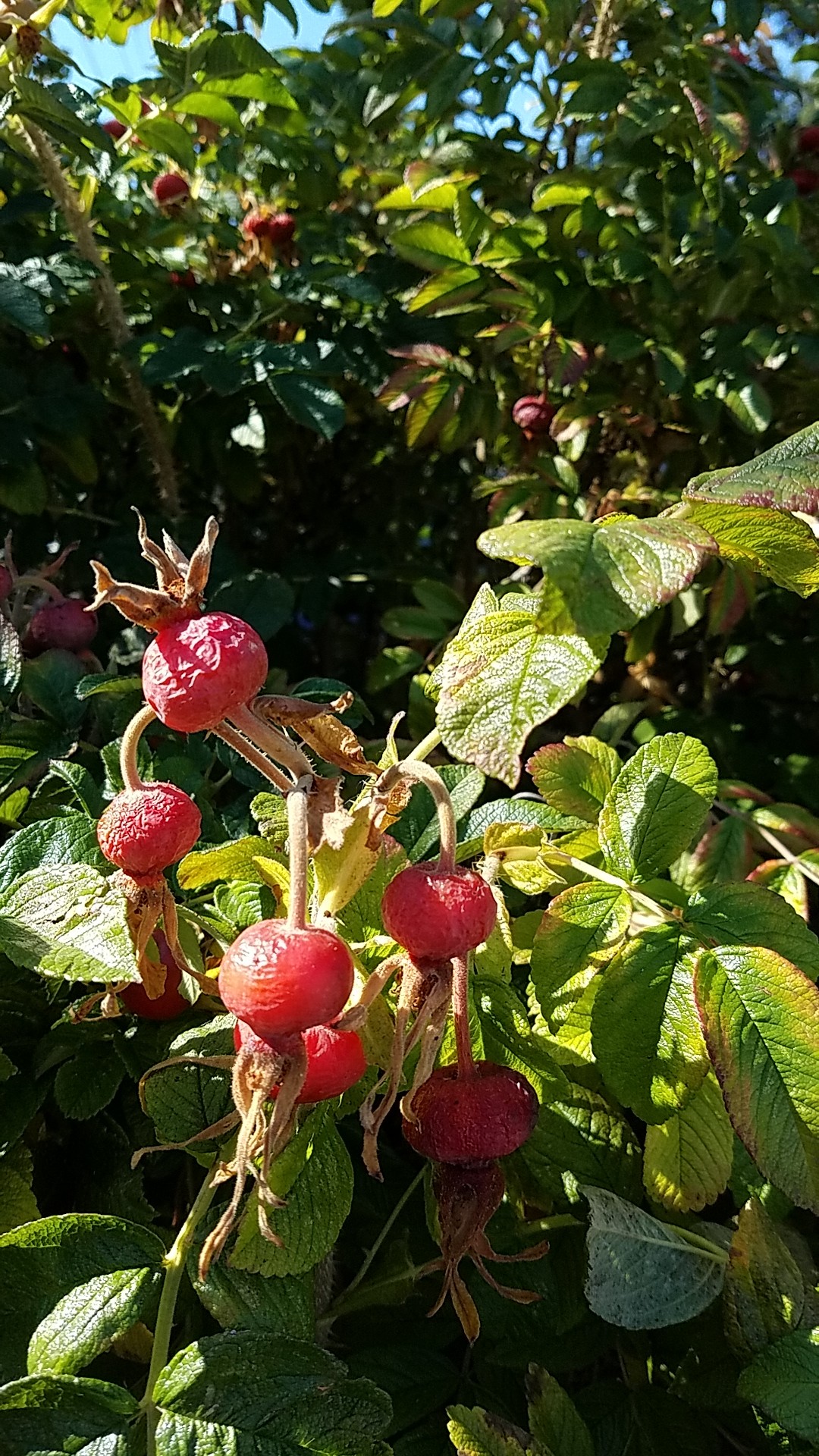 Apple rose (Rosa villosa) Flower, Leaf, Care, Uses - PictureThis