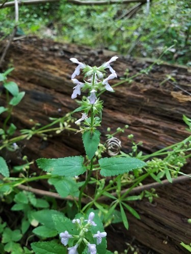 Stachys tenuifolia - PictureThis