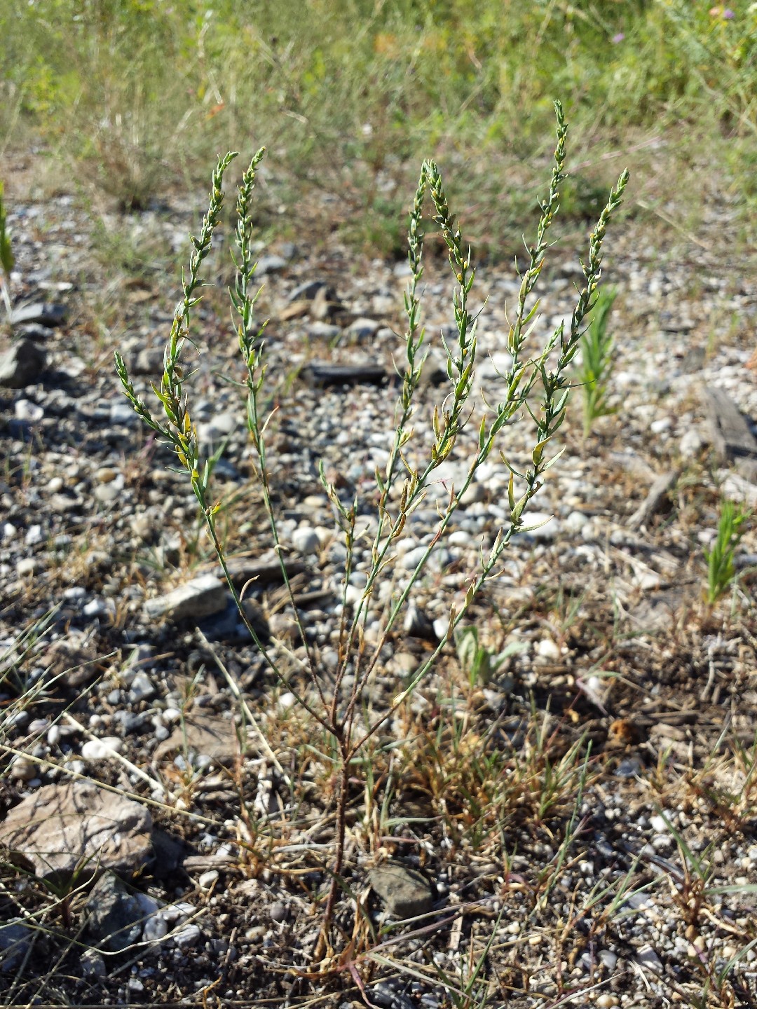 Paseriformes de tomillo (Thymelaea passerina) - PictureThis