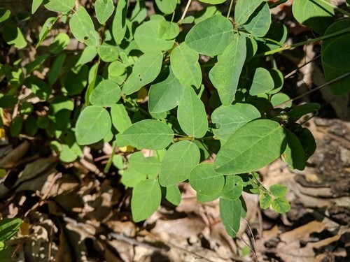 Desmodium marilandicum - PictureThis