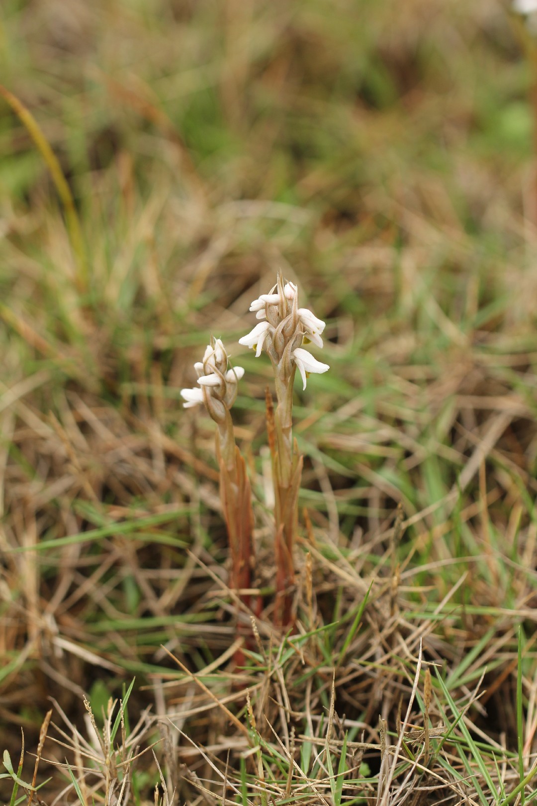 Zeuxine strateumatica - PictureThis