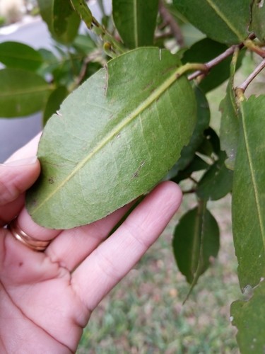 Mangle blanco (Laguncularia racemosa) - PictureThis