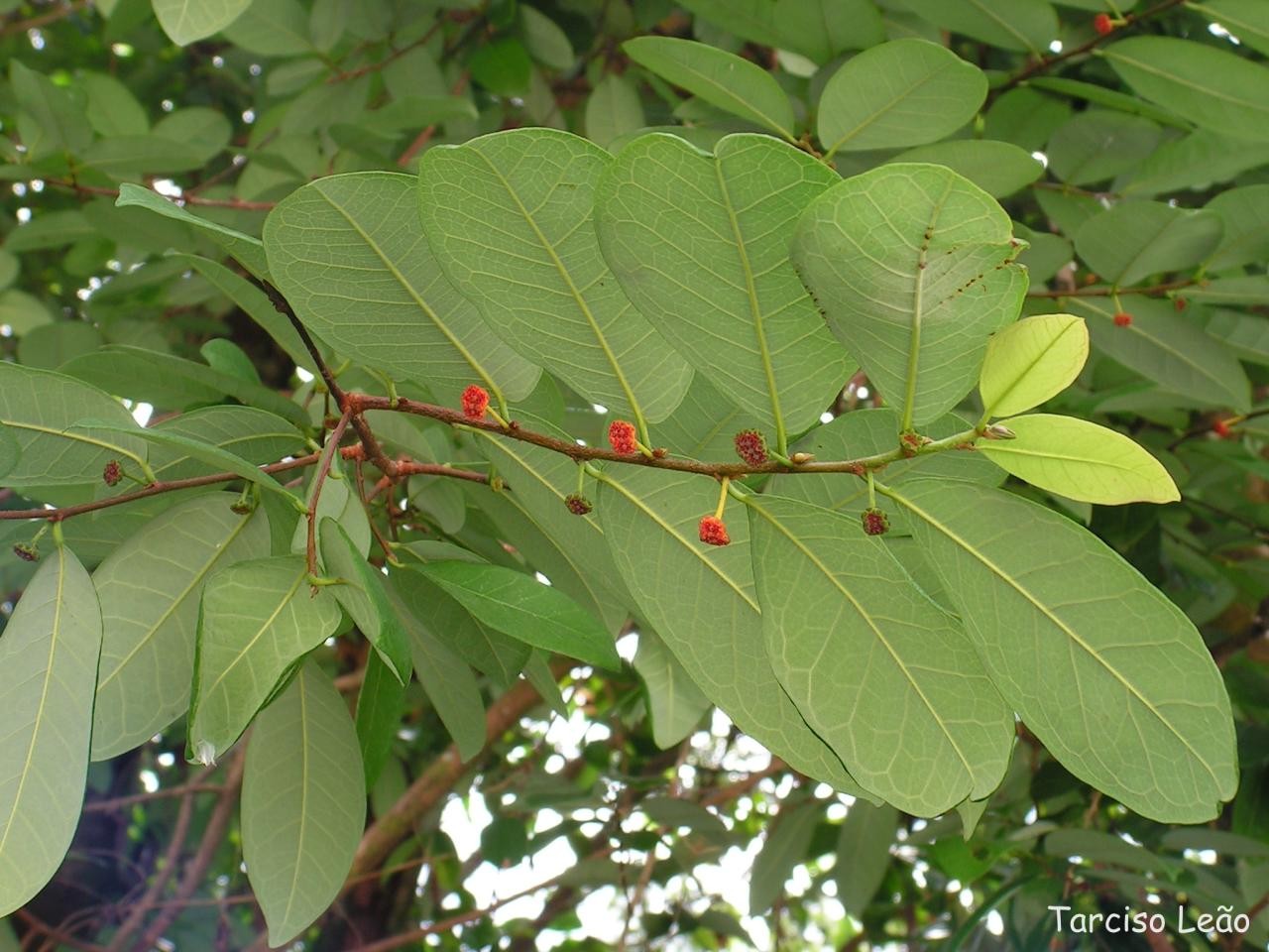 Coquillo (Brosimum guianense) - PictureThis