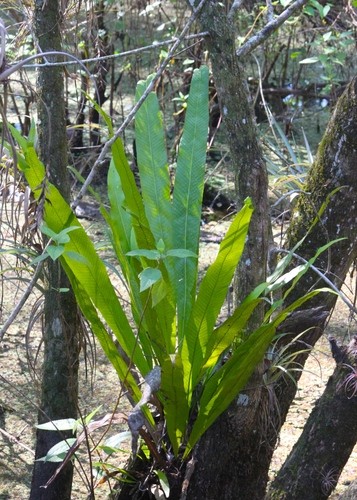 Calaguala de venezuela (Campyloneurum phyllitidis) - PictureThis