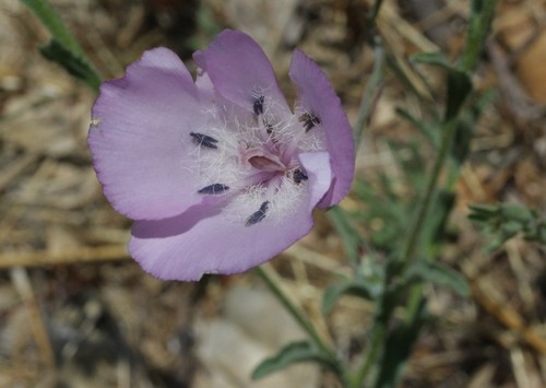 Calochortus splendens - PictureThis
