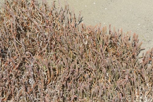 Beaded glasswort (Salicornia quinqueflora) Flower, Leaf, Care, Uses ...