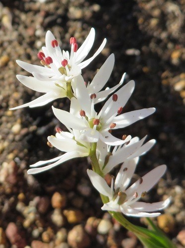 Wurmbea - PictureThis