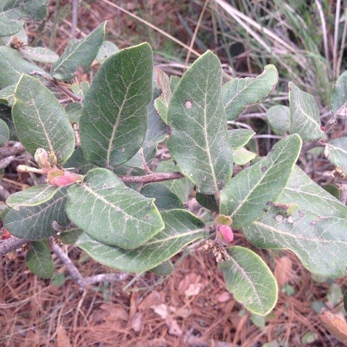 Vara negra (Rhus standleyi) - PictureThis