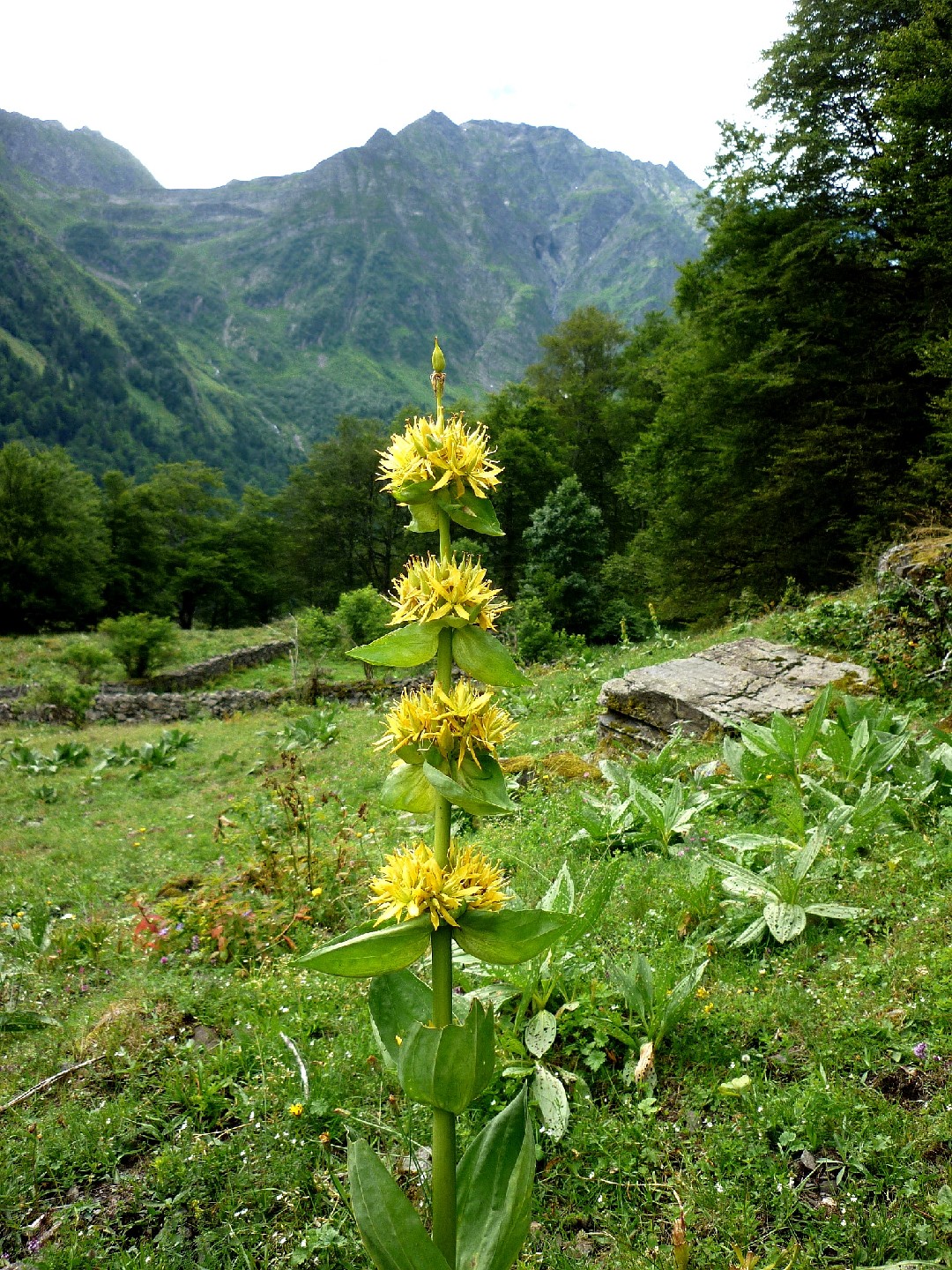 Genciana amarilla (Gentiana lutea) - PictureThis