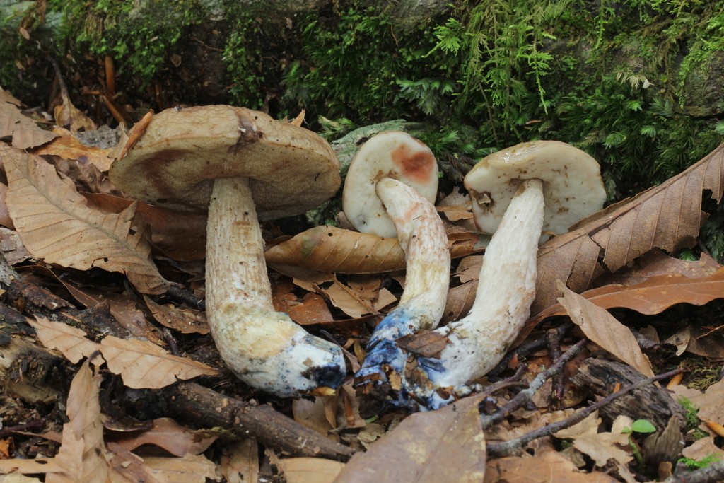 Boletes (Boletaceae) Flower, Leaf, Care, Uses - PictureThis