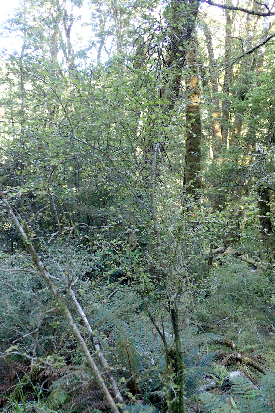 Coprosma rotundifolia - PictureThis