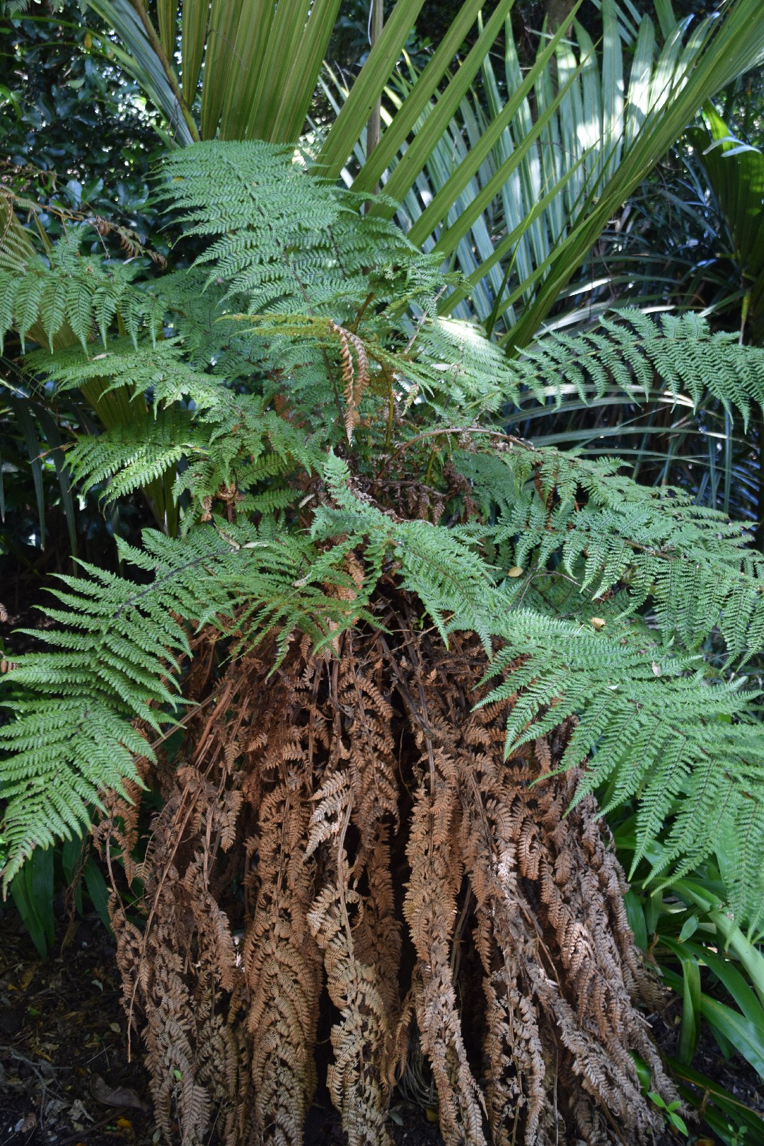Dicksonia fibrosa - PictureThis