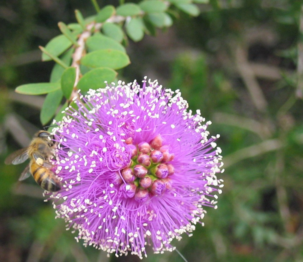 Pink melaleuca (Melaleuca nesophila) Flower, Leaf, Care, Uses - PictureThis
