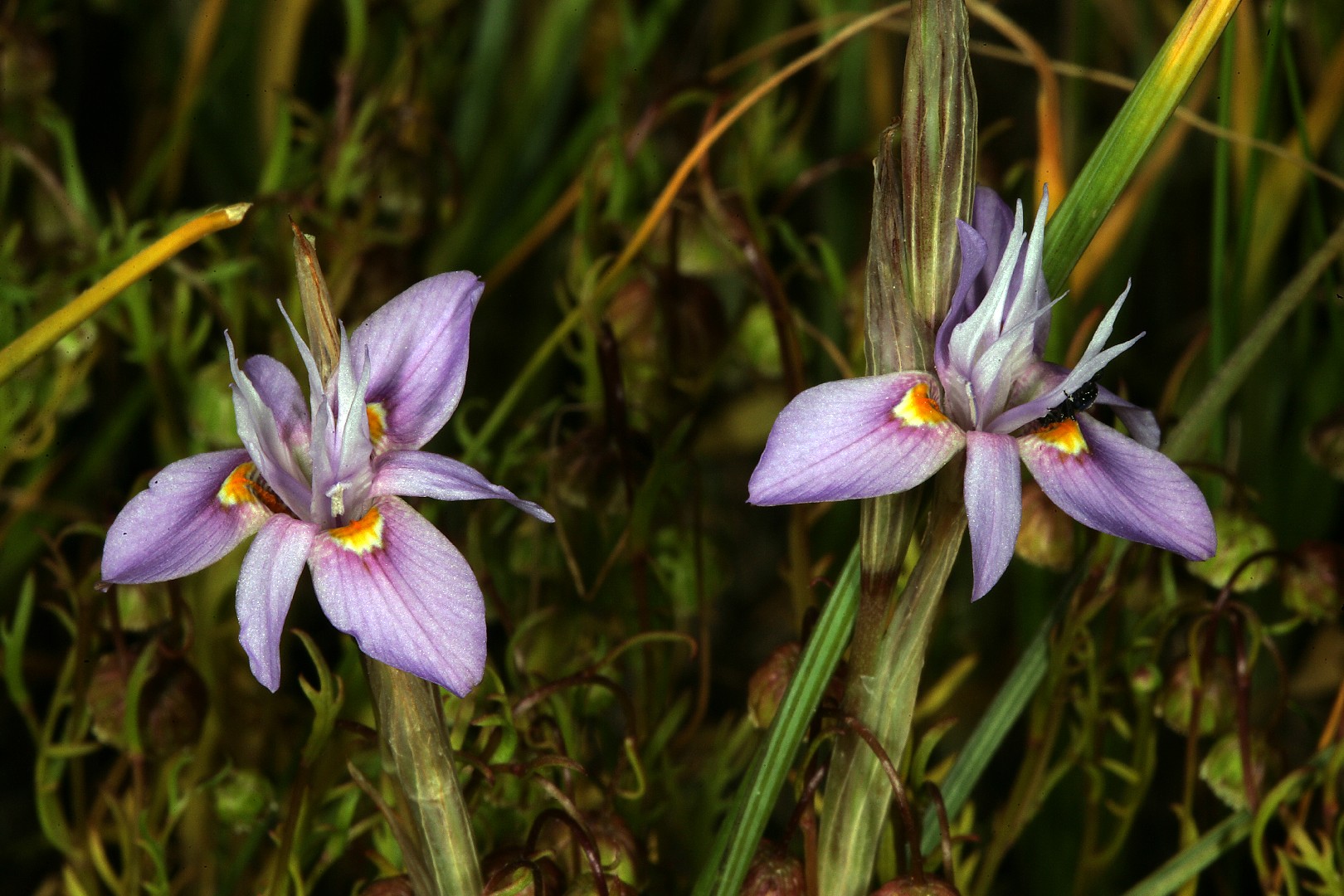 Moraea setifolia - PictureThis