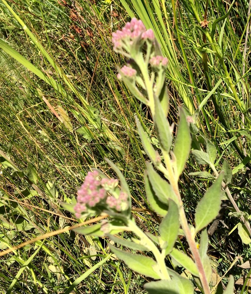 Hierba de santa maría (Pluchea odorata) - PictureThis