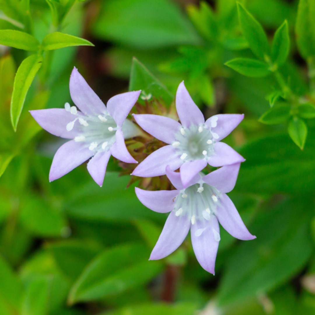 ¿Cuándo florece el gran Flor Trébol Mexicano