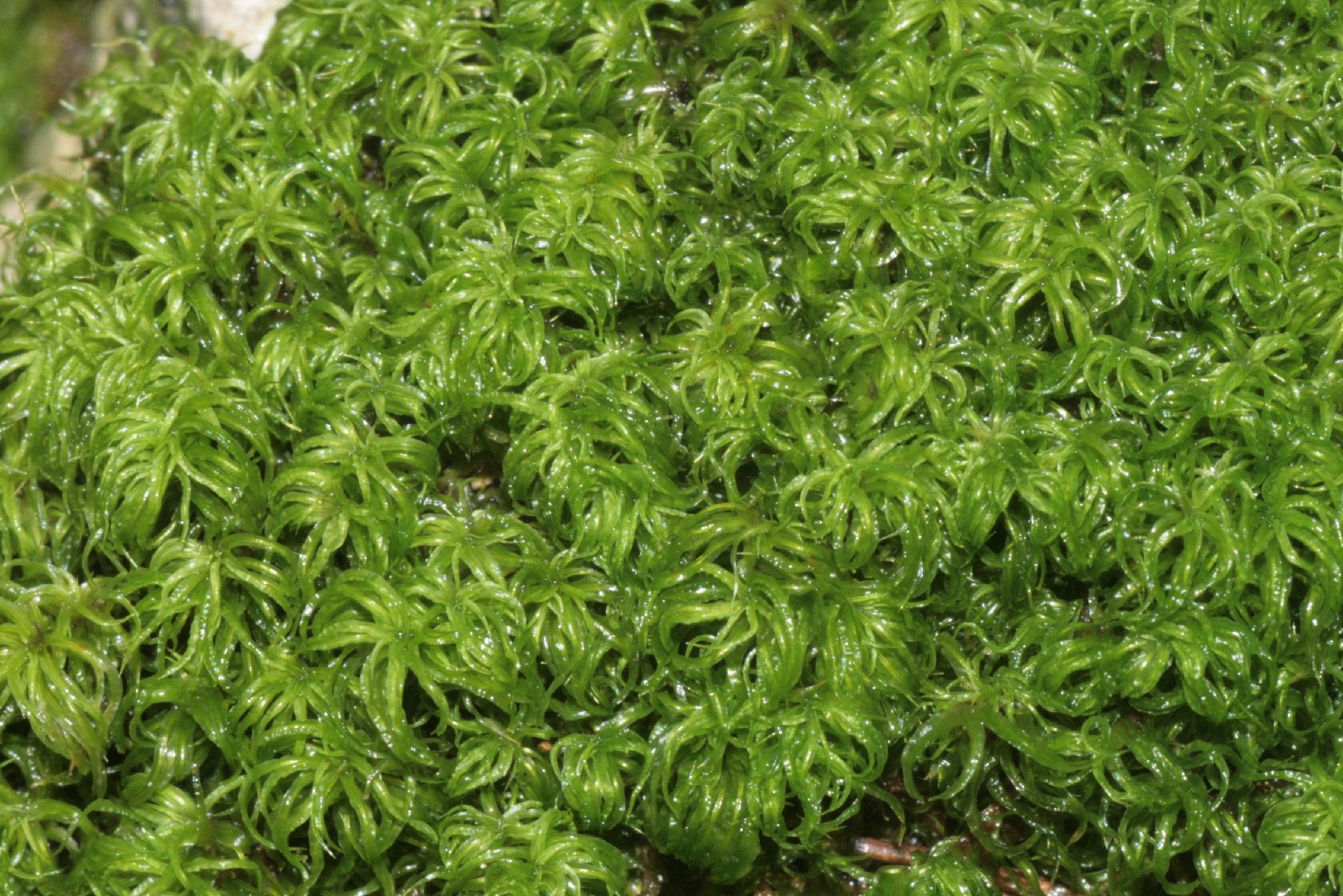 Tortella Flower, Leaf, Care, Uses - PictureThis