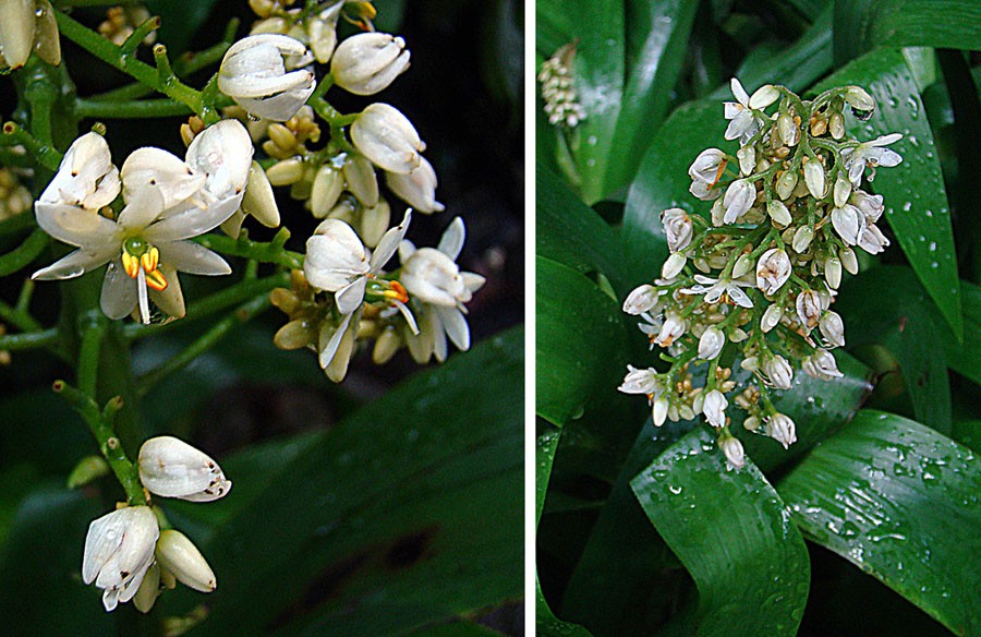 Xiphidium caeruleum - PictureThis