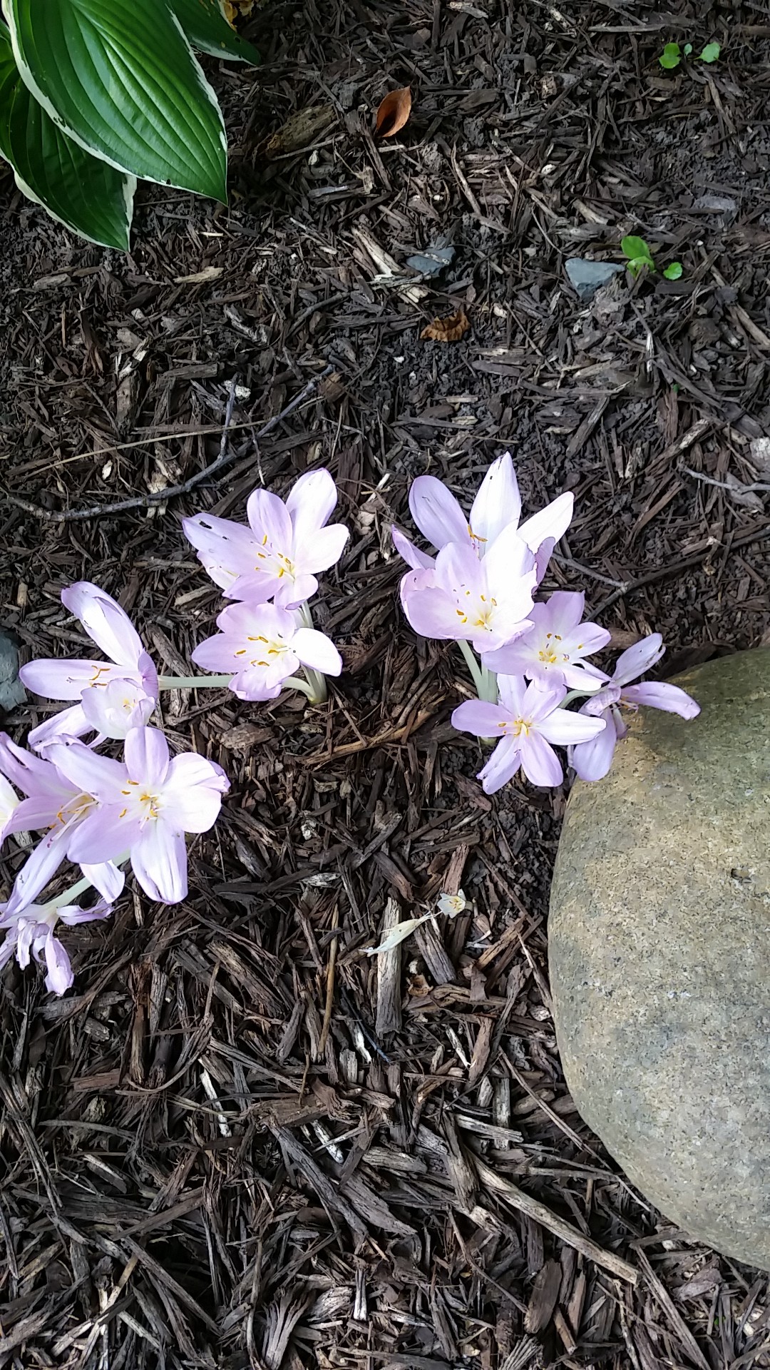 Frühlingslichtblume (Colchicum bulbocodium) - PictureThis