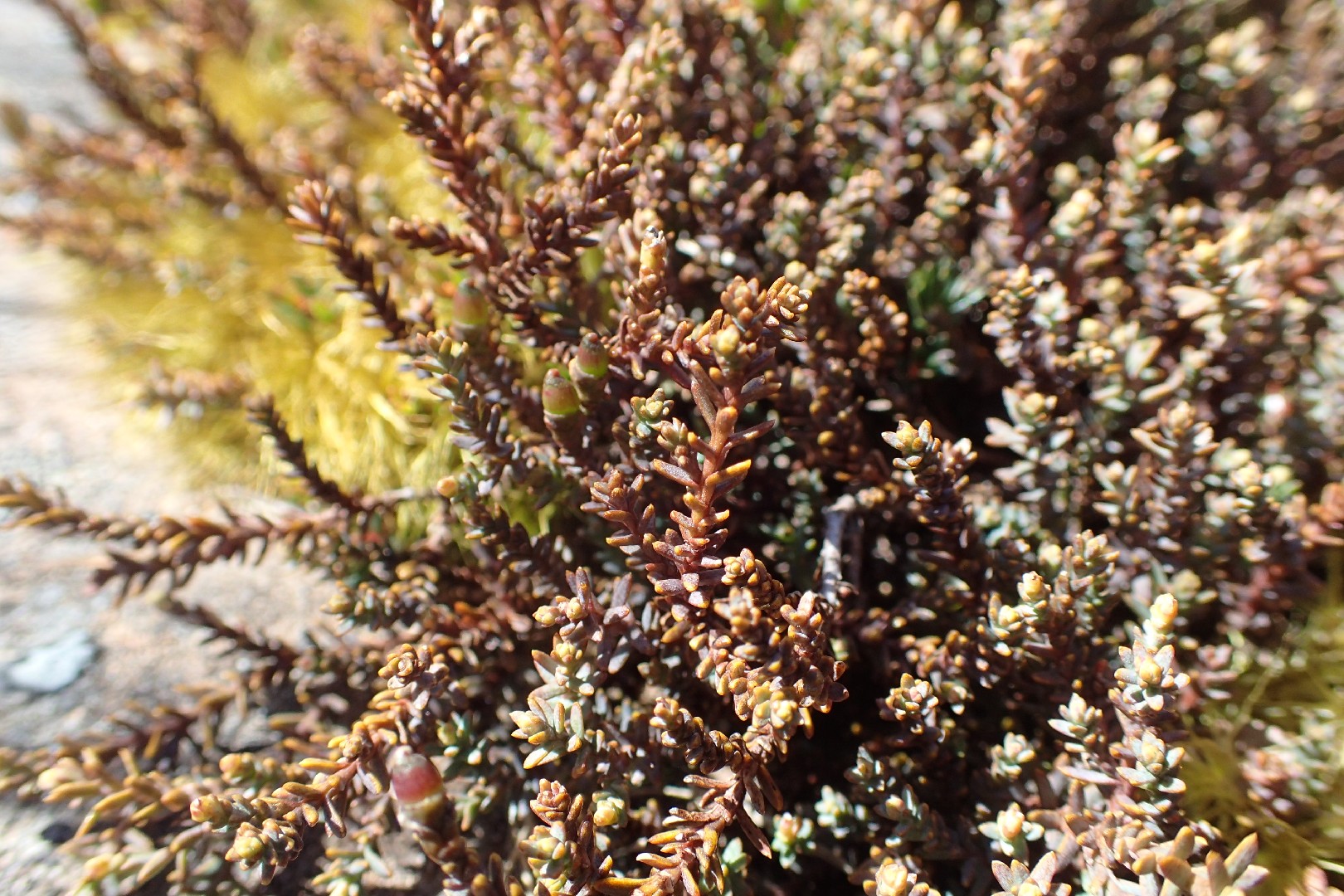 Lepidothamnus laxifolius - PictureThis