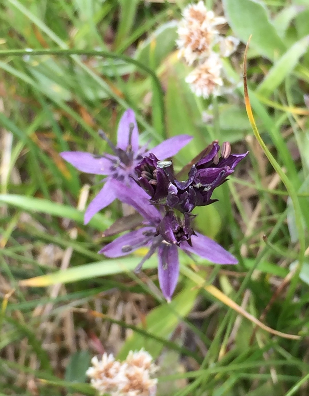 Felworts (Swertia) Flower, Leaf, Care, Uses - PictureThis