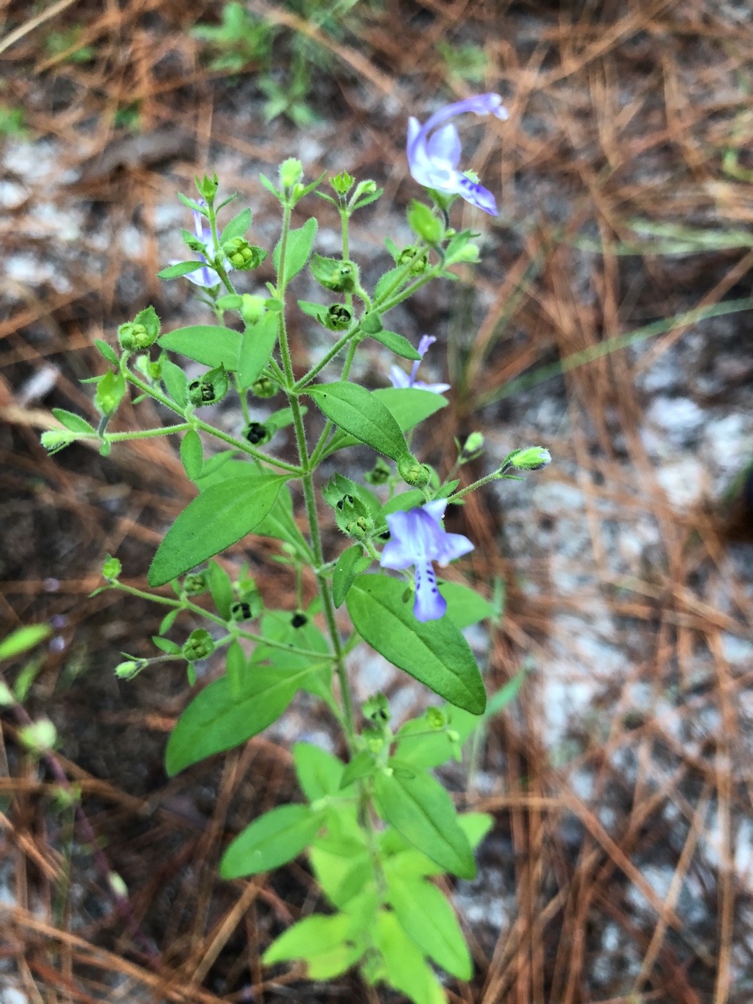 Trichostème fourchu (Trichostema dichotomum) - PictureThis