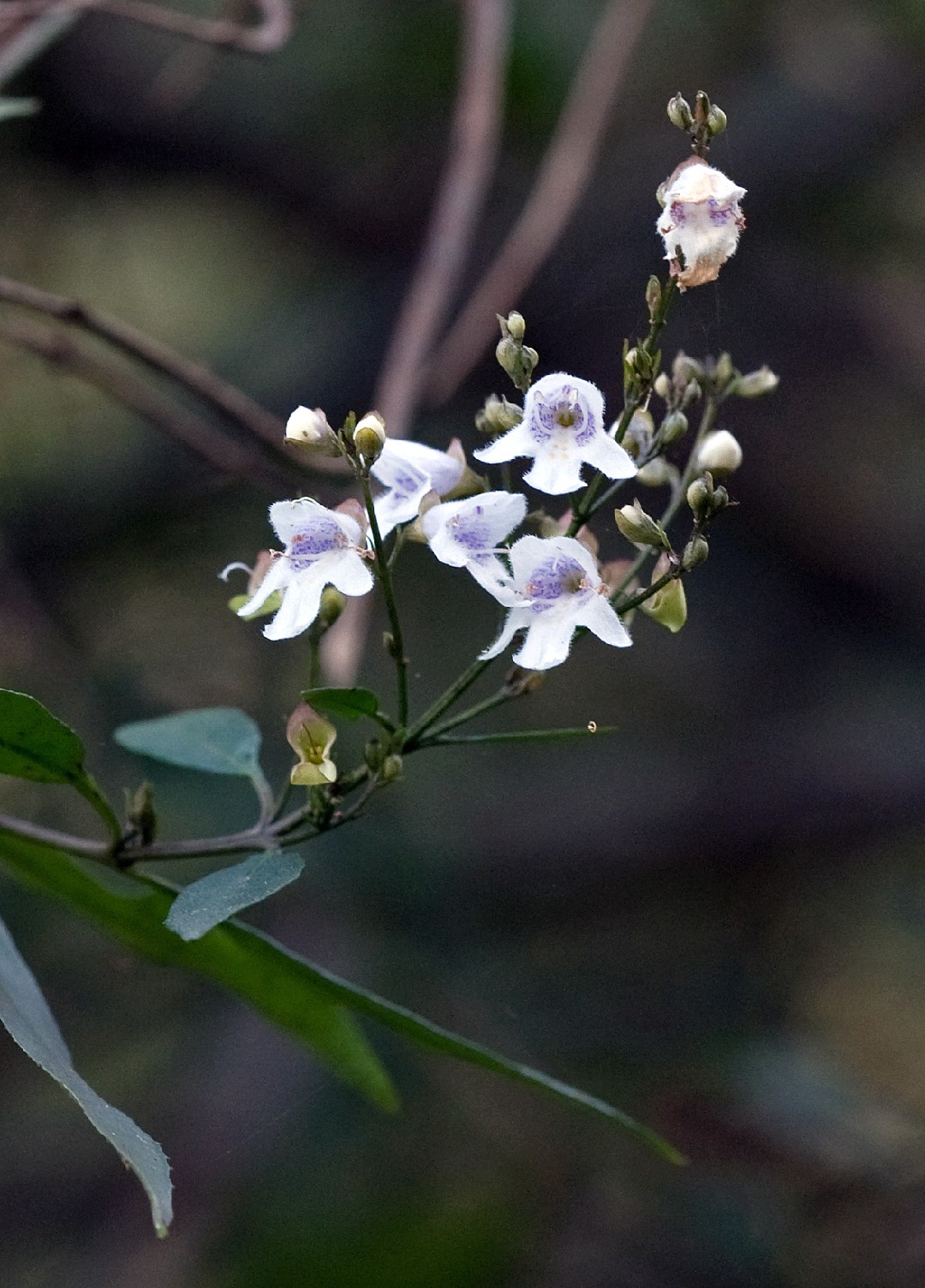 Prostanthera lasianthos - PictureThis