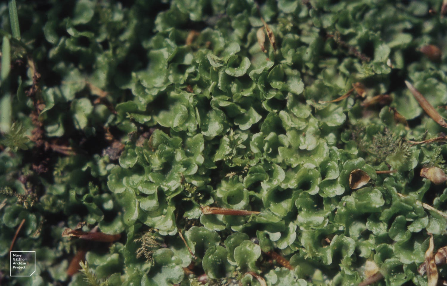 Pellie bisexuée (Pellia epiphylla) - PictureThis