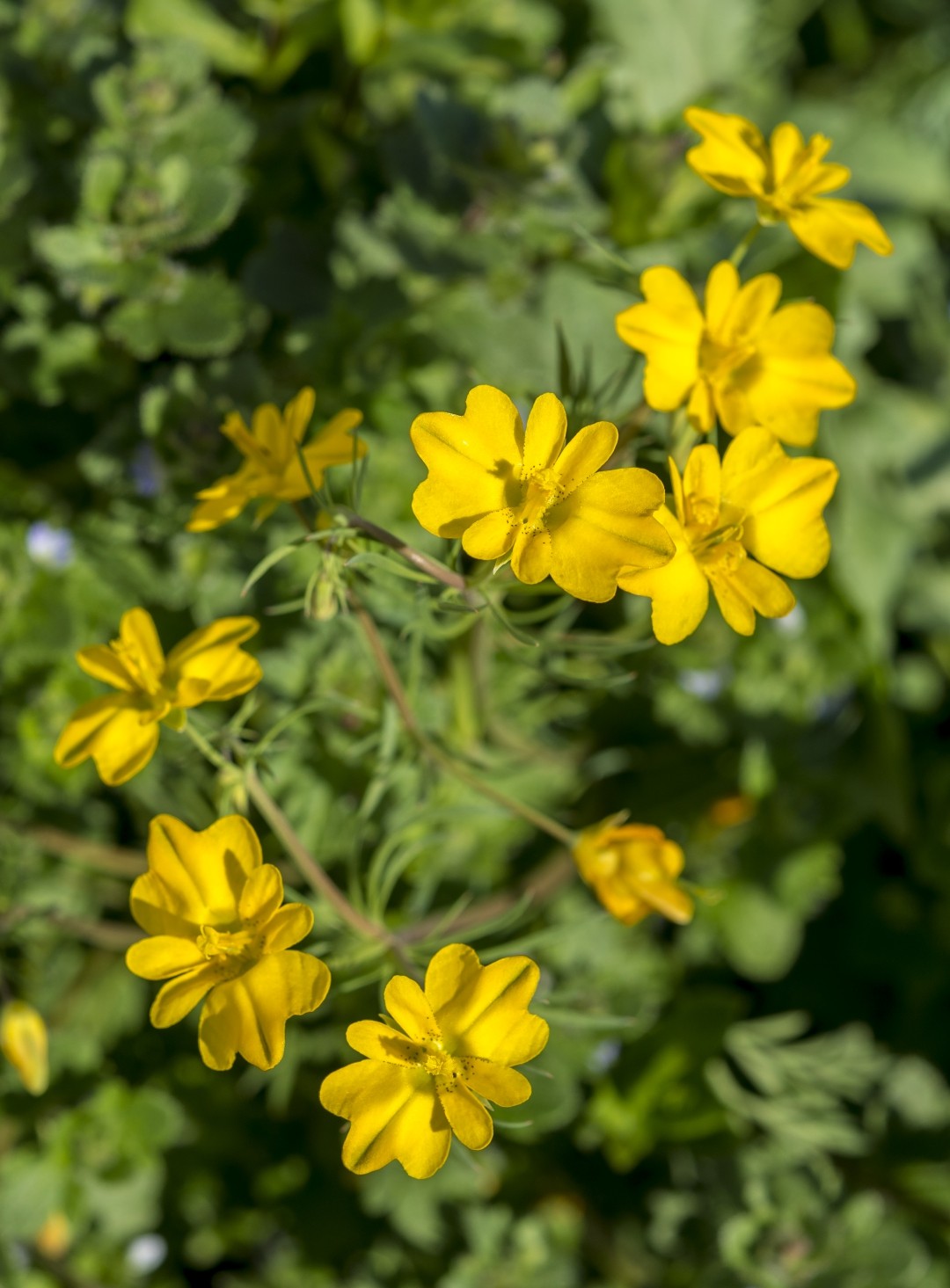 PictureThis - Hypecoum procumbens