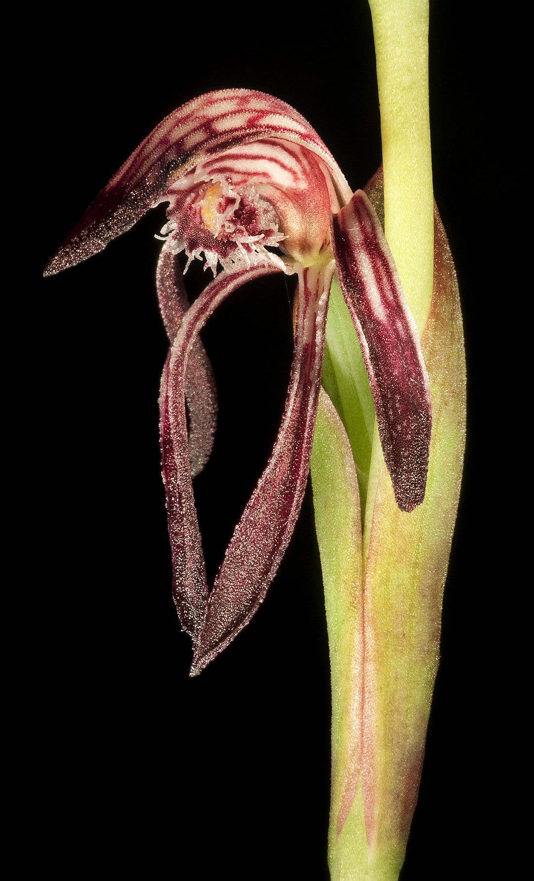 Pyrorchis nigricans - PictureThis