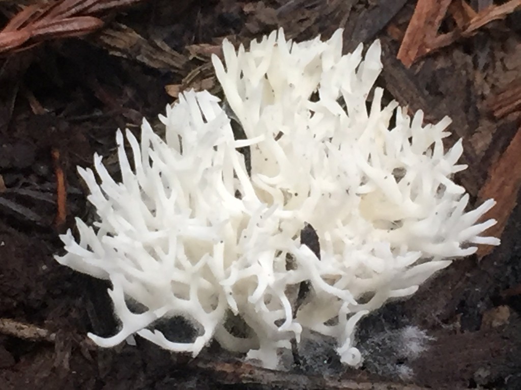 White coral (Ramariopsis kunzei) Flower, Leaf, Care, Uses - PictureThis