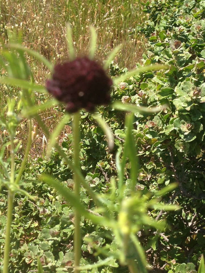 Vascular plants (Tracheophyta) Flower, Leaf, Care, Uses - PictureThis