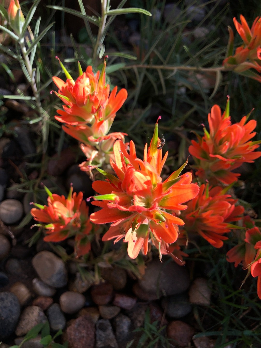 Castilleja coccinea 照顧，種植，繁殖，開花時間 - PictureThis