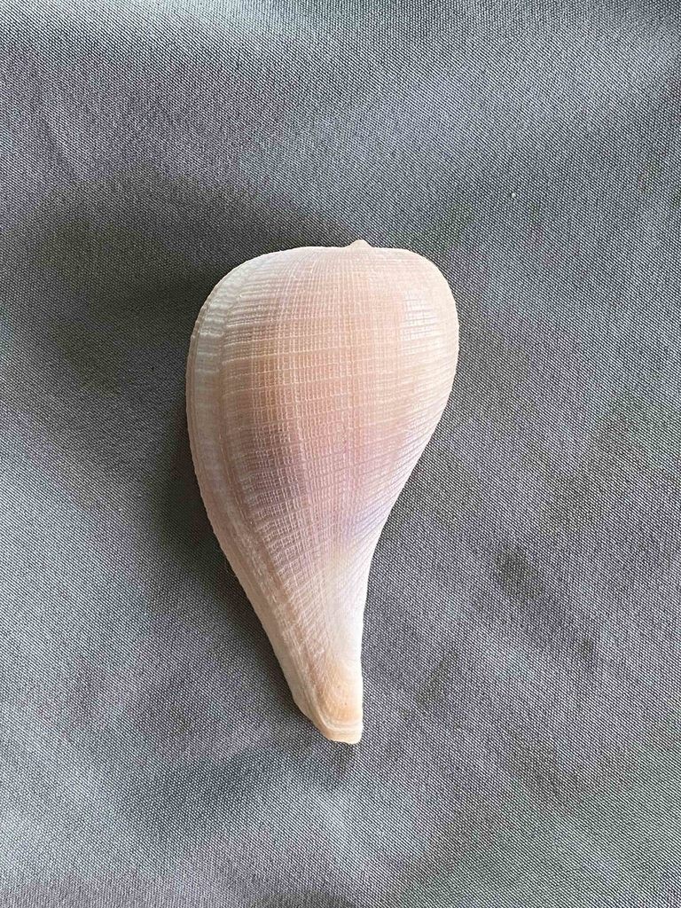 Mulberry (Moraceae) Flower, Leaf, Care, Uses - PictureThis