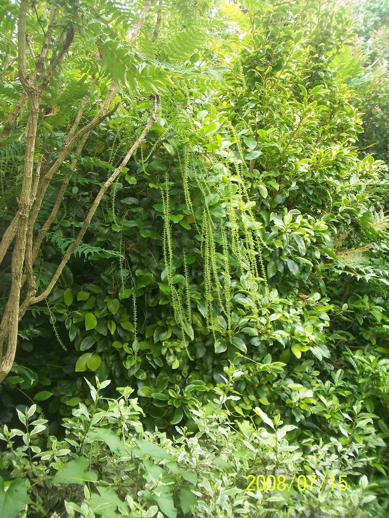 New Zealand broadleaf Care (Watering, Fertilize, Pruning, Propagation ...