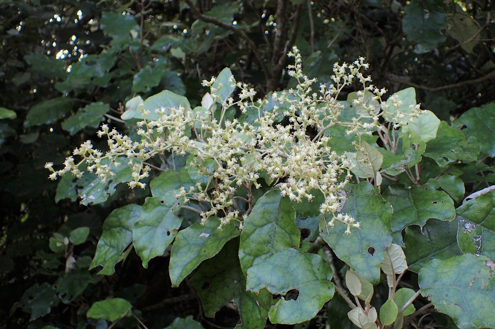 Брахиглотис широковыемчатый (Brachyglottis repanda) - PictureThis