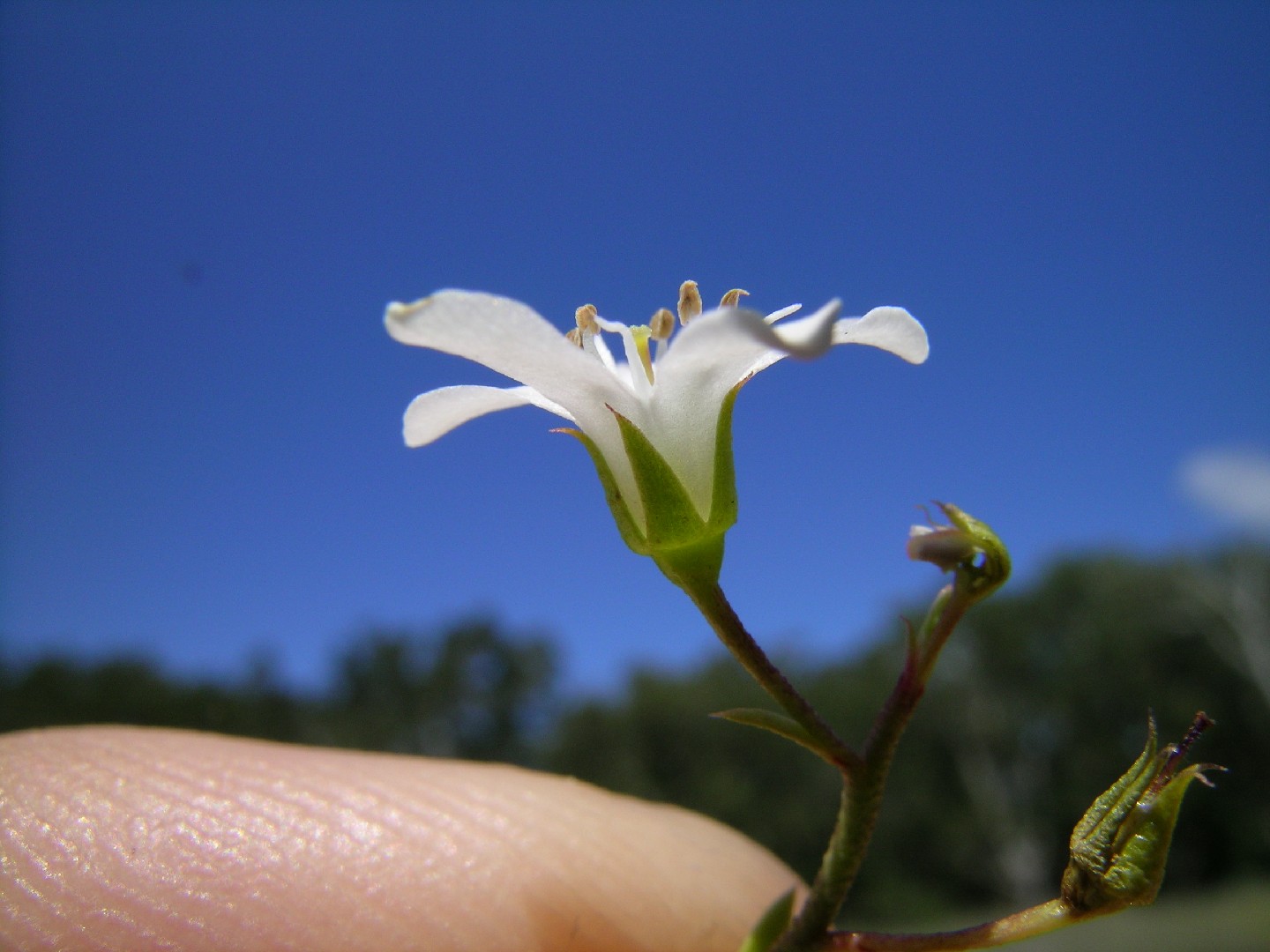 Samolus repens - PictureThis
