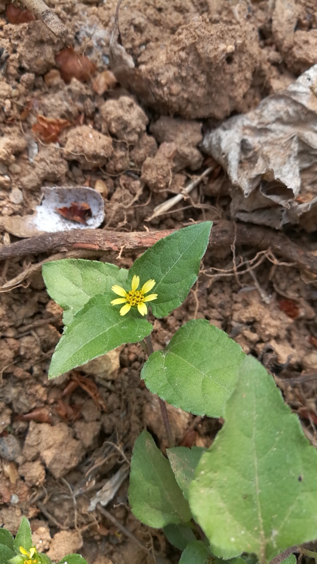 Hierba de caballo (Calyptocarpus vialis) - PictureThis
