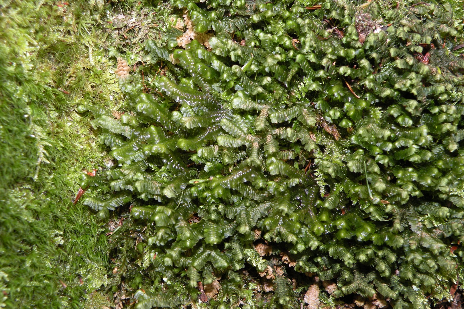Three-lobed whipwort (Bazzania trilobata) Flower, Leaf, Care, Uses ...