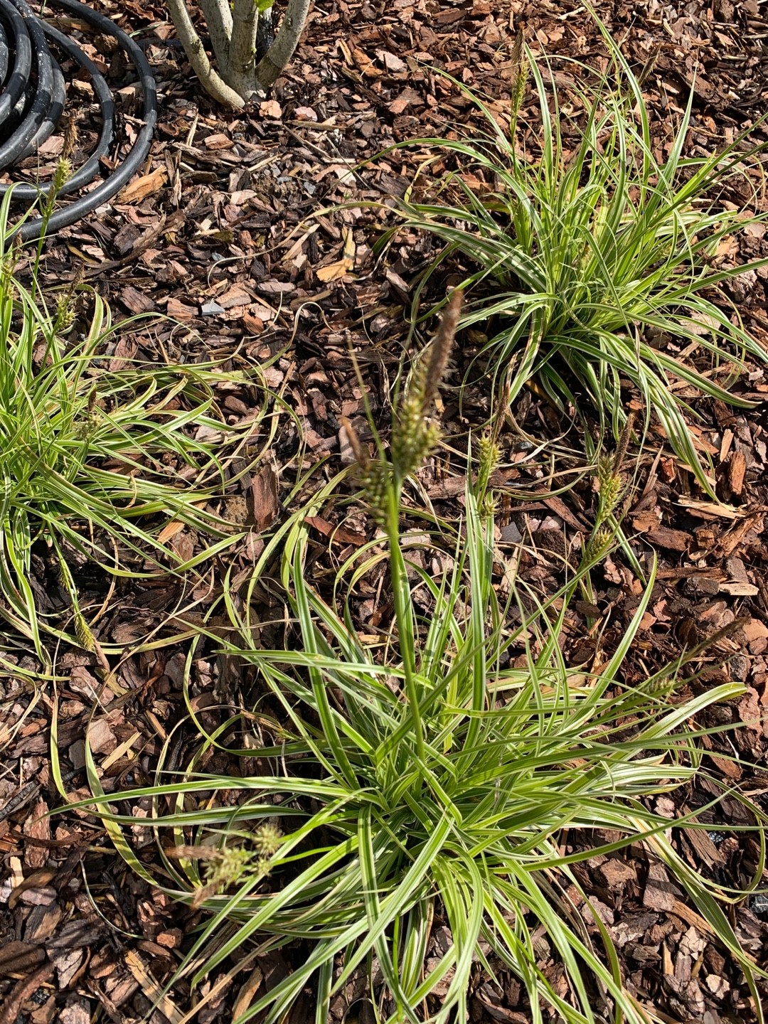 Carex pilulifera 花言葉，学名，よくある質問 - PictureThis