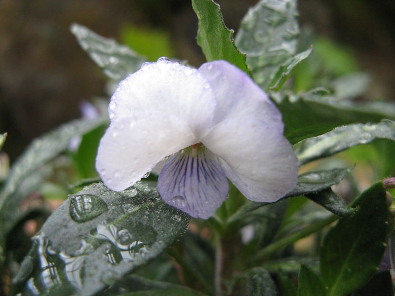 Viola arborescens - PictureThis